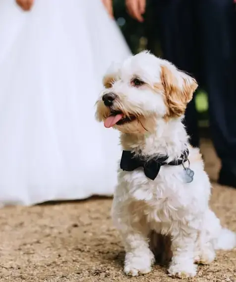 Backyard Wedding Ideas | 20+ Unique in 2024 | Don't Miss